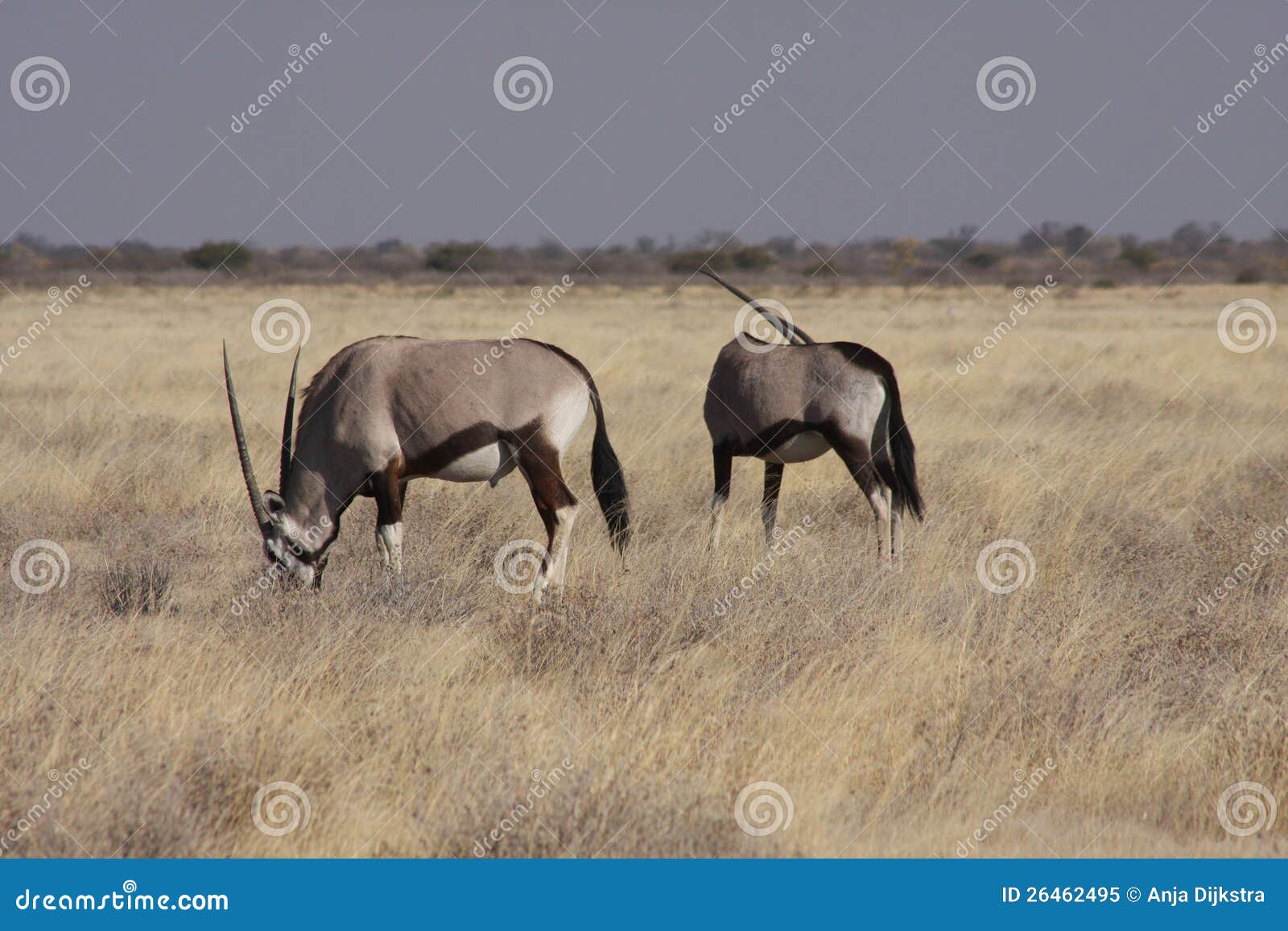 Orix stock image. Image of deception, south, orix, grazing - 26462495