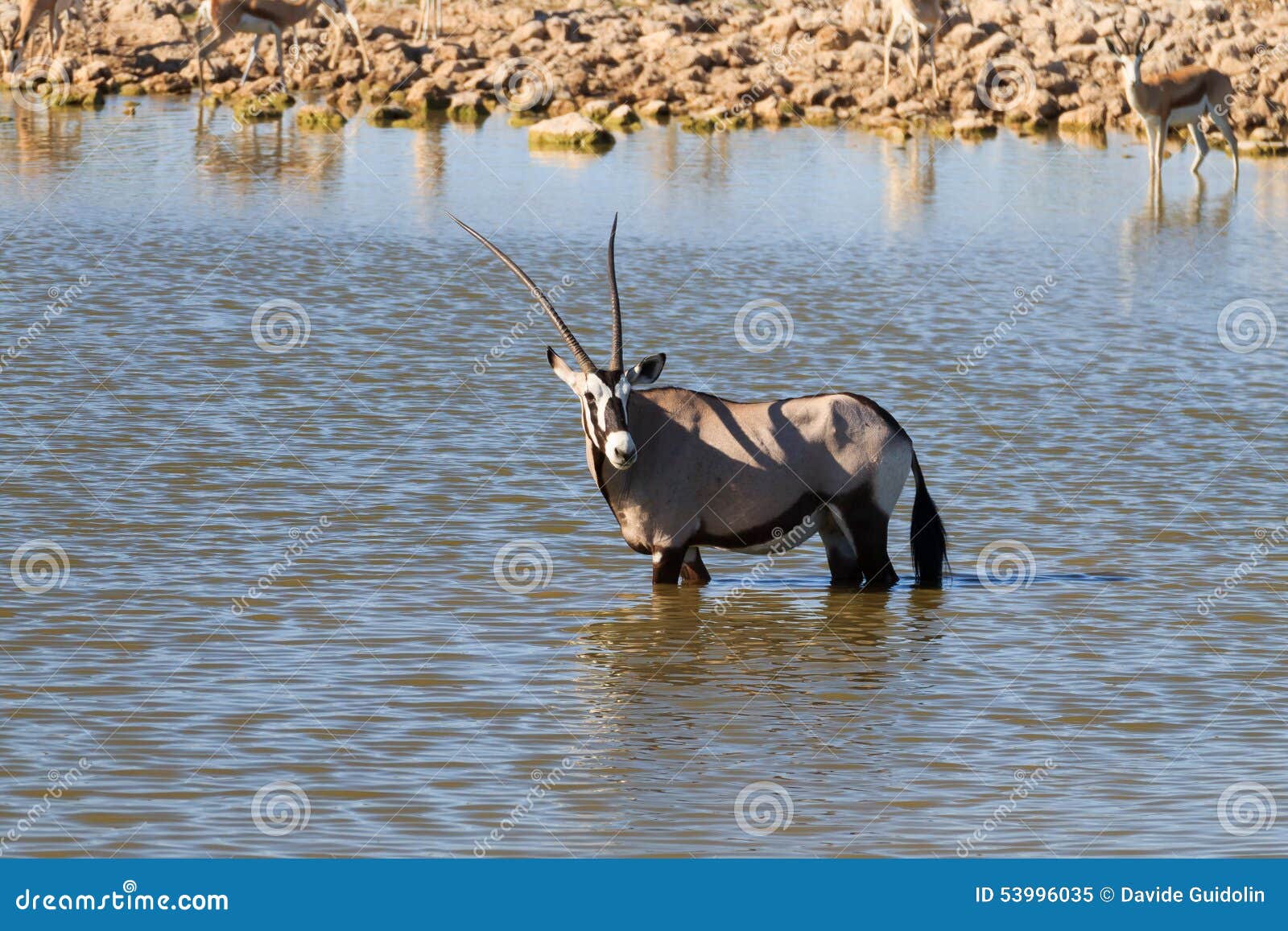 Orix image stock. Image du savane, tourisme, namibie - 53996035