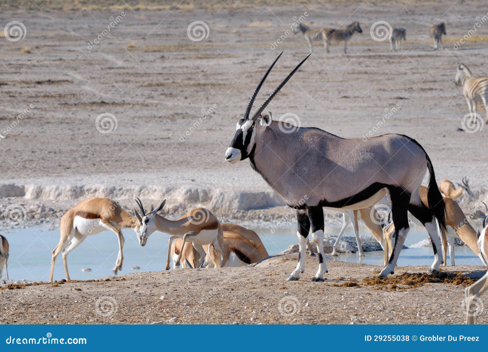 Orix (Gemsbok) and Springbok Stock Photo - Image of dangerous, animal ...
