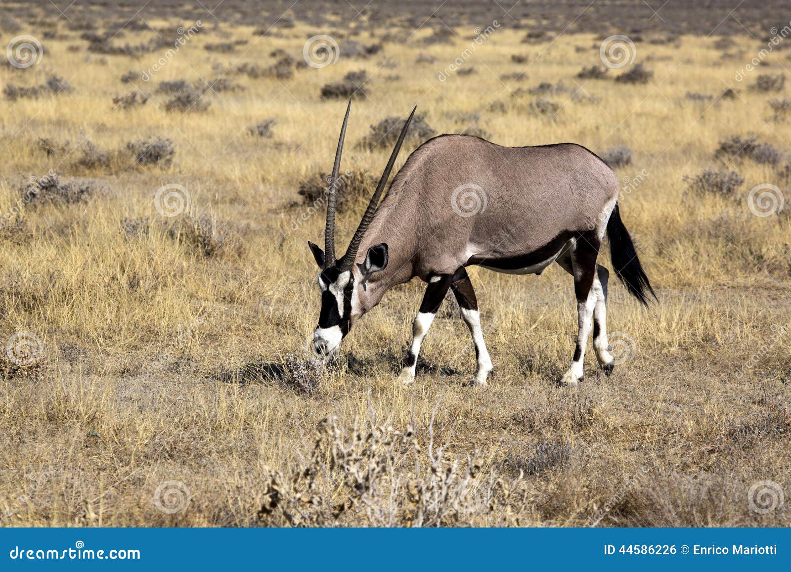 Orix in Namibia stock photo. Image of ungulate, wild - 44586226