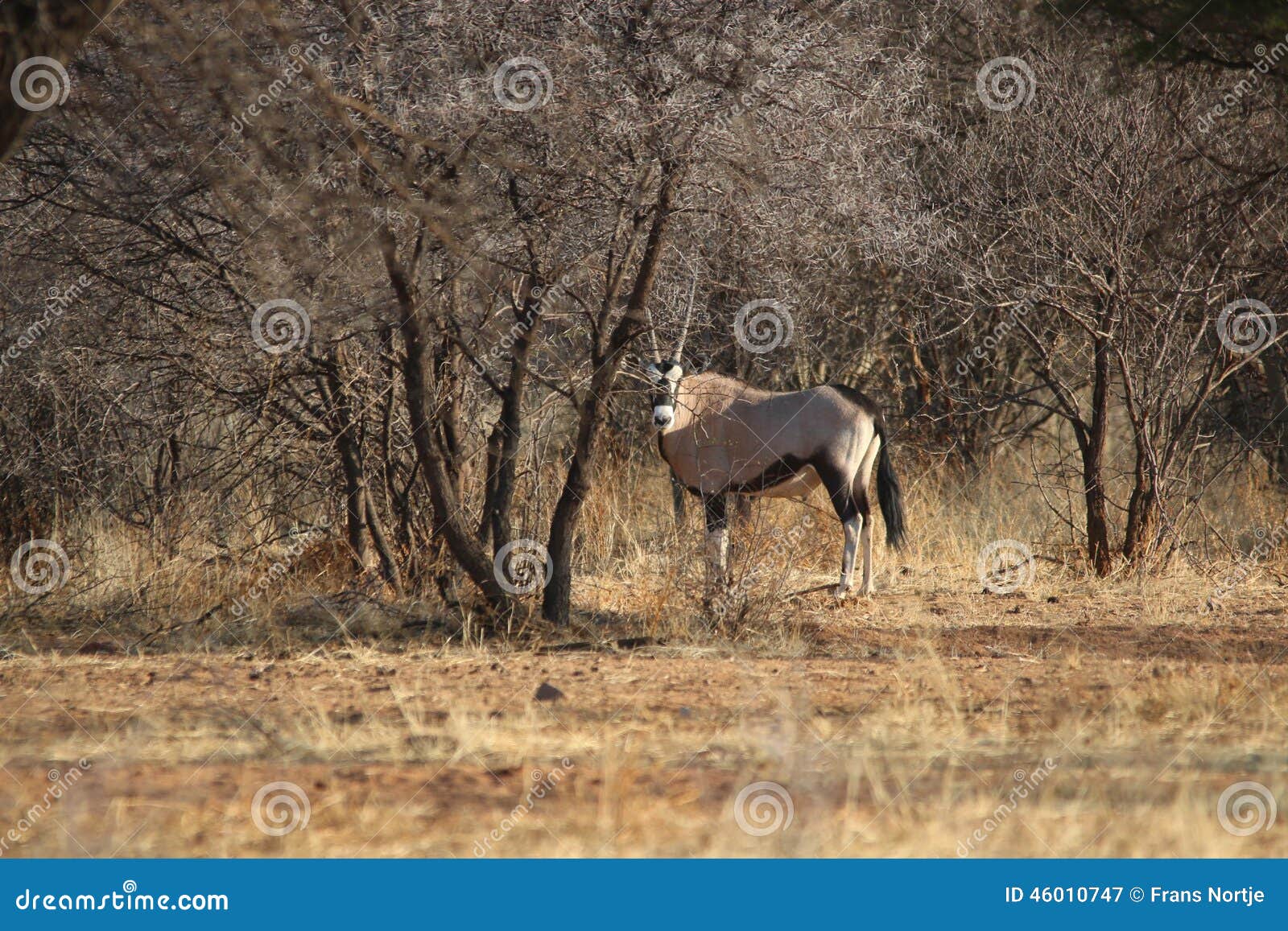 Orix stock image. Image of farm, game, orix, namibia - 46010747