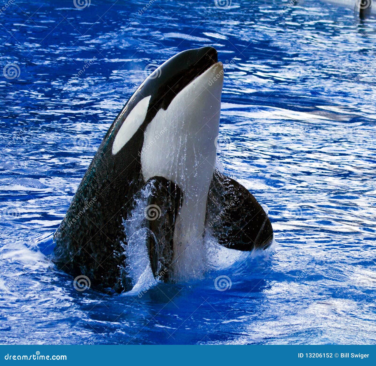 Orka stock foto. Image of nave, vreedzaam, wild, fauna - 13206152