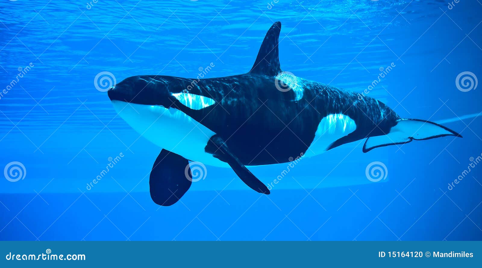 Orka stock foto. Image of milieu, draai, dingen, truc - 15164120