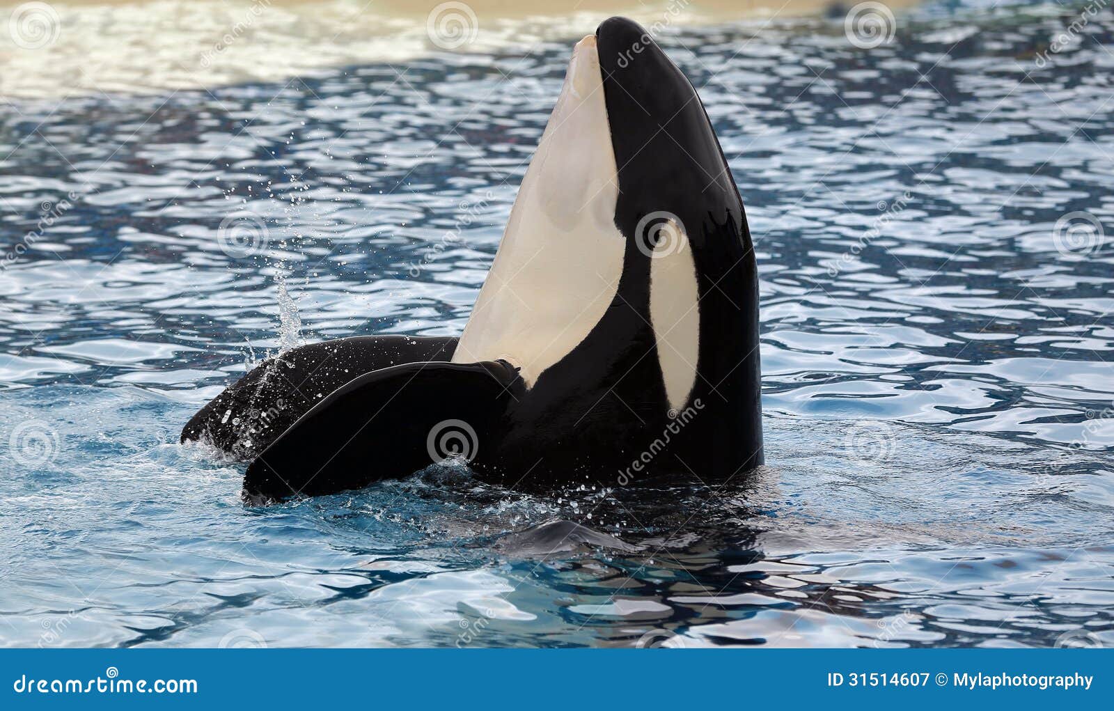 Orka redactionele fotografie. Image of toon, presteer - 31514607