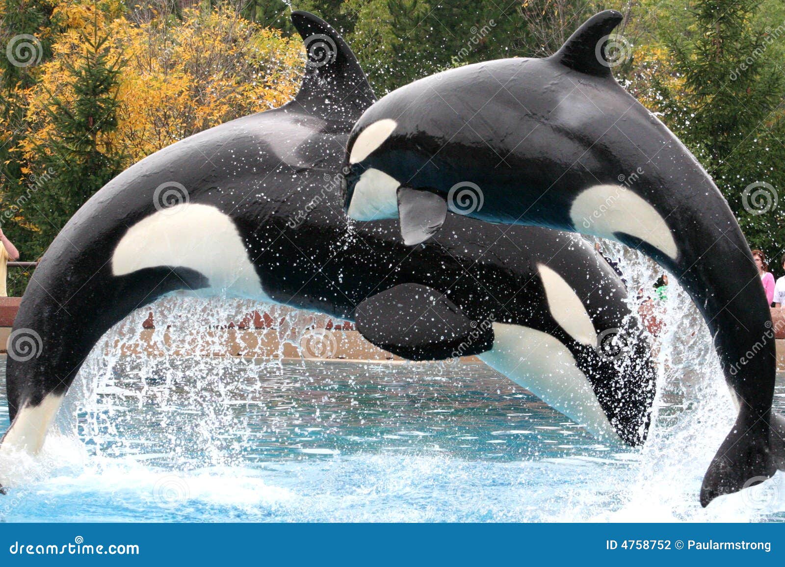 Orka. zdjęcie stock. Obraz złożonej z matka, woda, sztuczki - 4758752