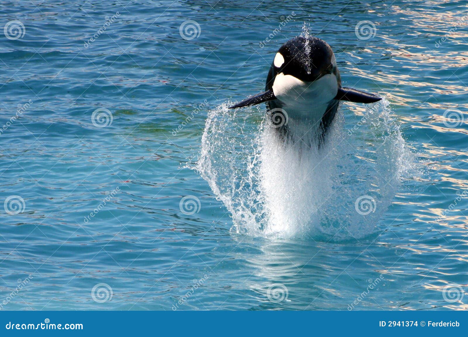 Orka #5 Stock Afbeeldingen - Beeld: 2941374