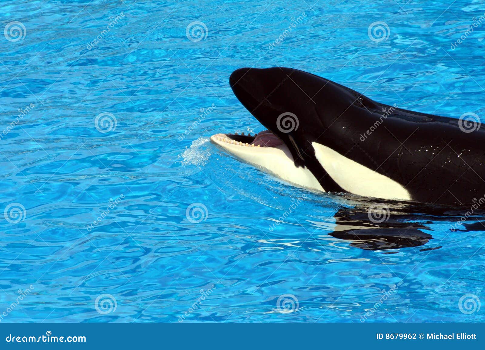 Orka stock foto. Image of presteer, oceaan, bedreigd, carnivoor - 8679962
