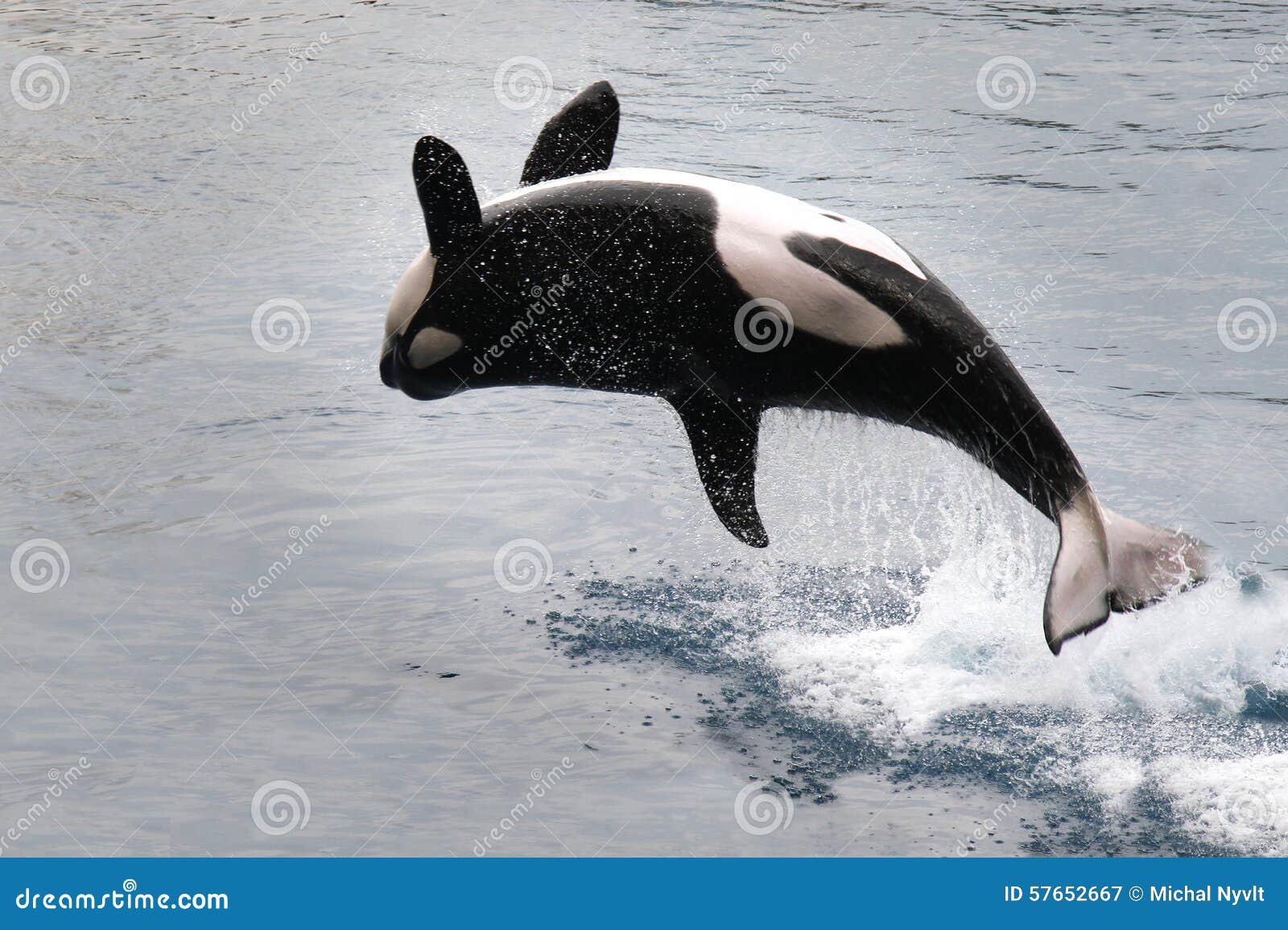 Orka Die Uit Van Water Springen (Orcinus-orka) Stock Afbeelding - Image ...