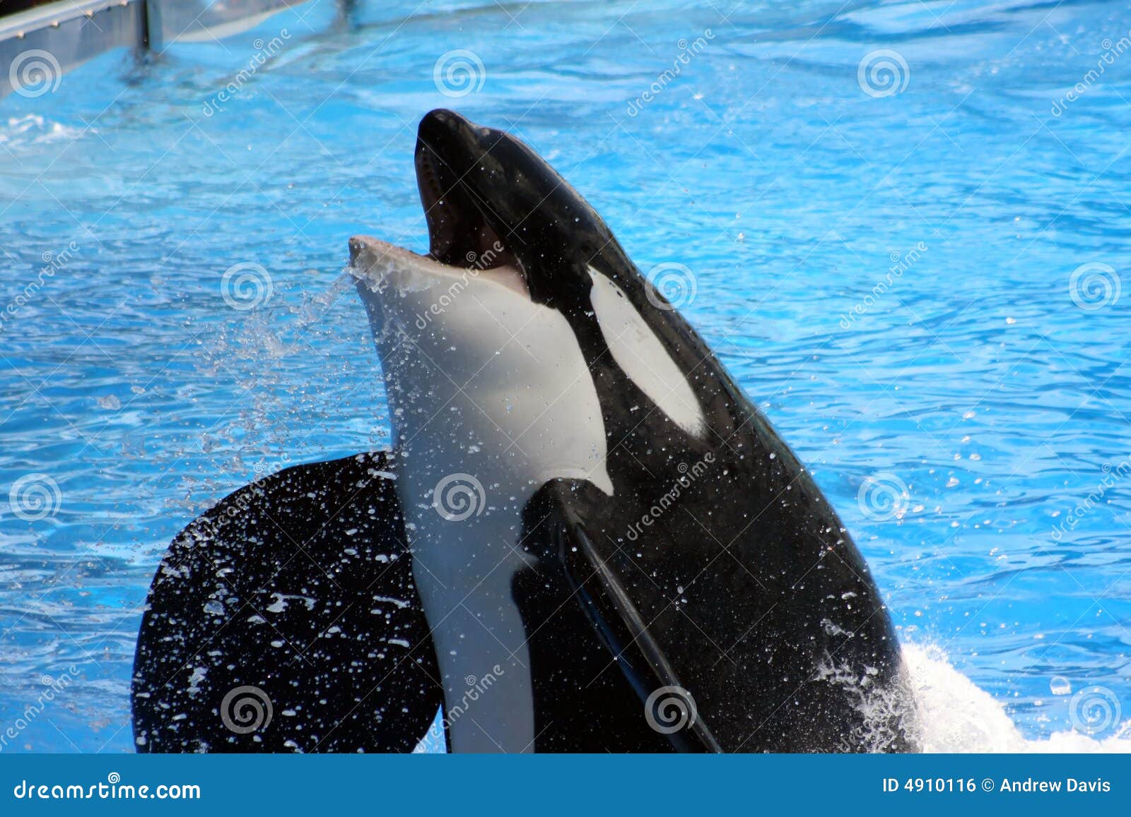 Orka die uit water springt stock foto. Image of plons - 4910116