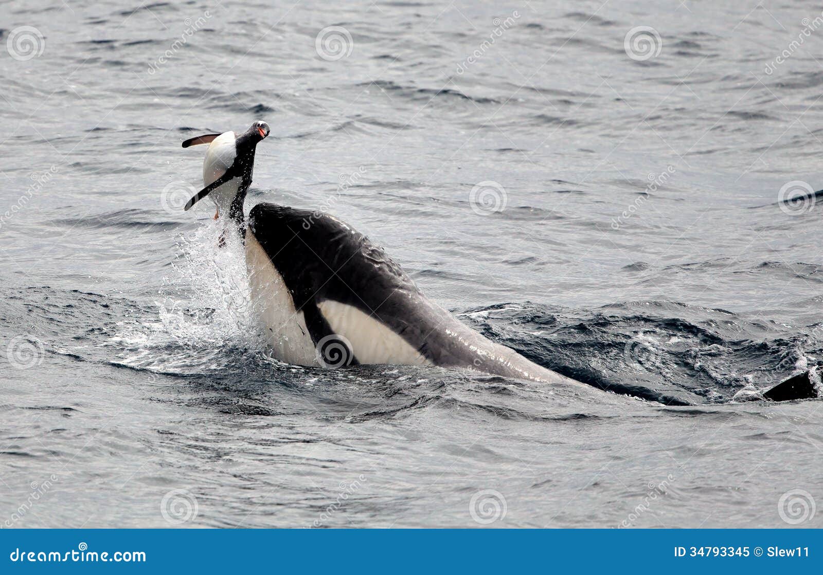 Orka's Die Met Pinguïn Spelen Stock Afbeelding - Image of majestueus ...