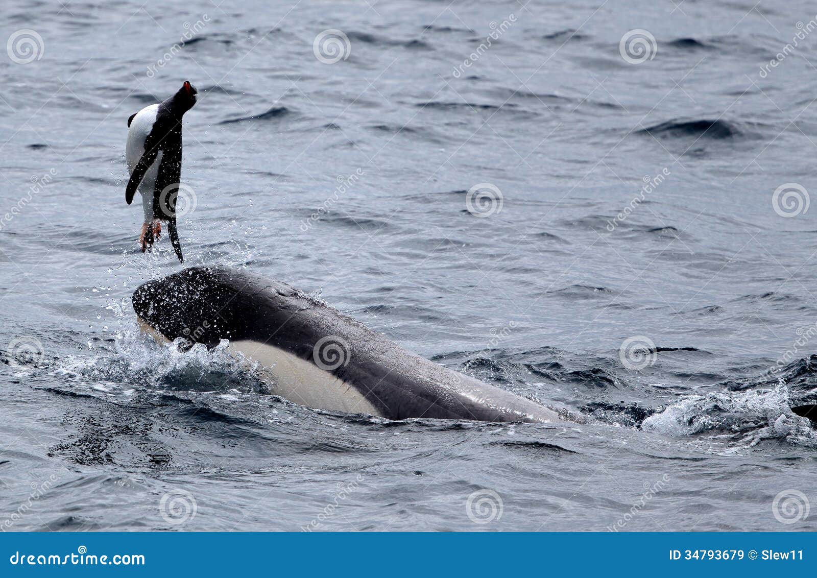 Orka's Die Met Pinguïn Spelen Stock Afbeelding - Image of pinguïn, nave ...