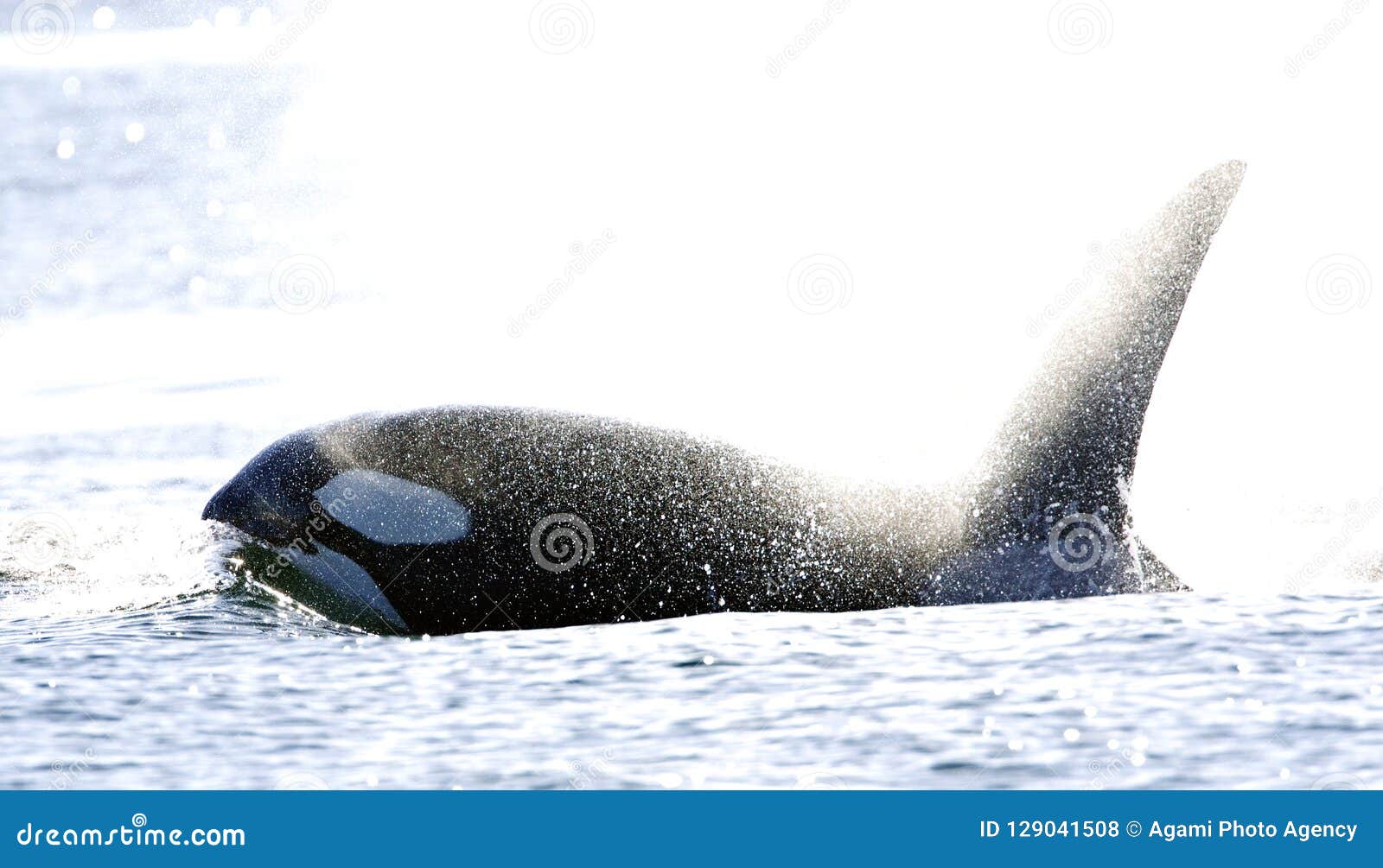 Orka, Zabójcy Wieloryb, Orcinus Orka Zdjęcie Stock - Obraz złożonej z ...