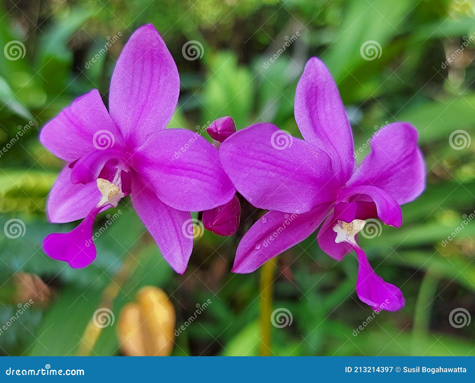 Orkid stock image. Image of orkid, purple, beautiful - 213214397