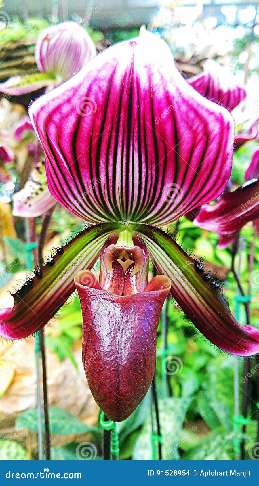 Orkid stock photo. Image of orkid, garden, orkids, good - 91528954