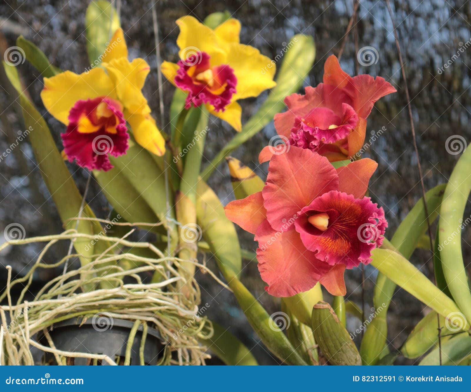 Orkid flower stock image. Image of gardentree, blooming - 82312591