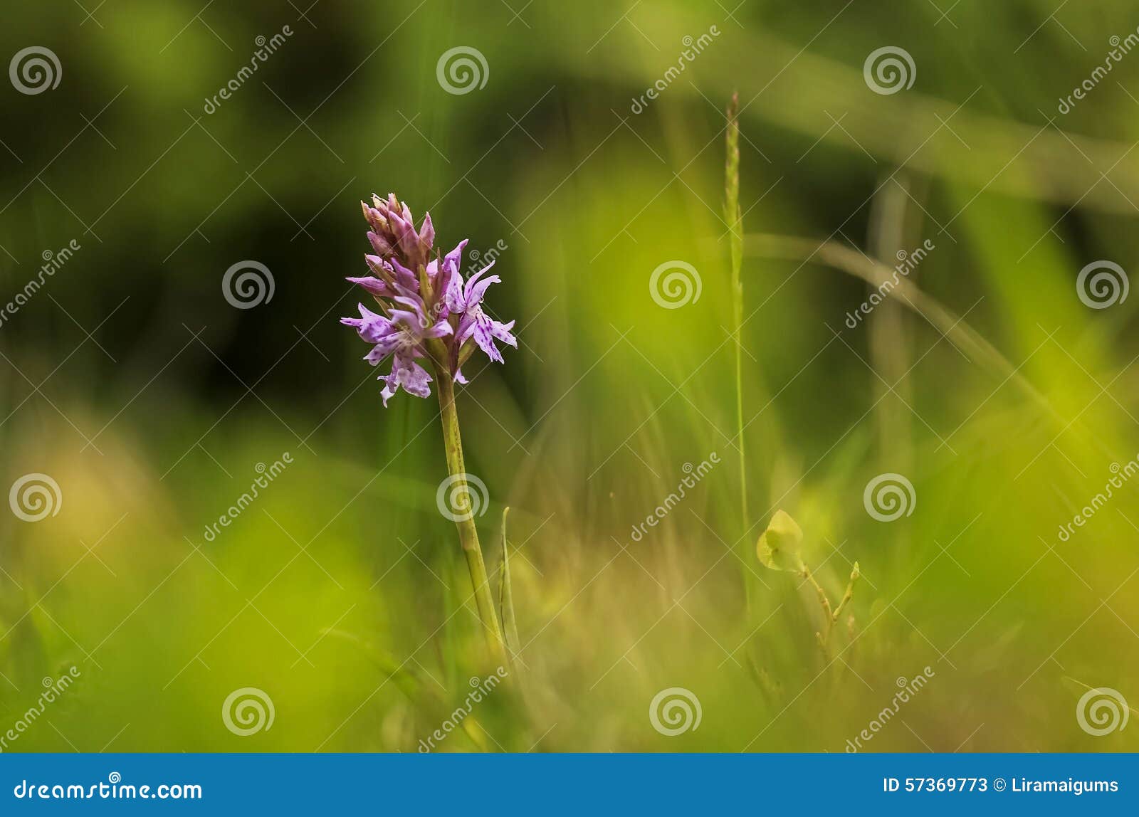 Orkide stock image. Image of mountains, gress, orkide - 57369773