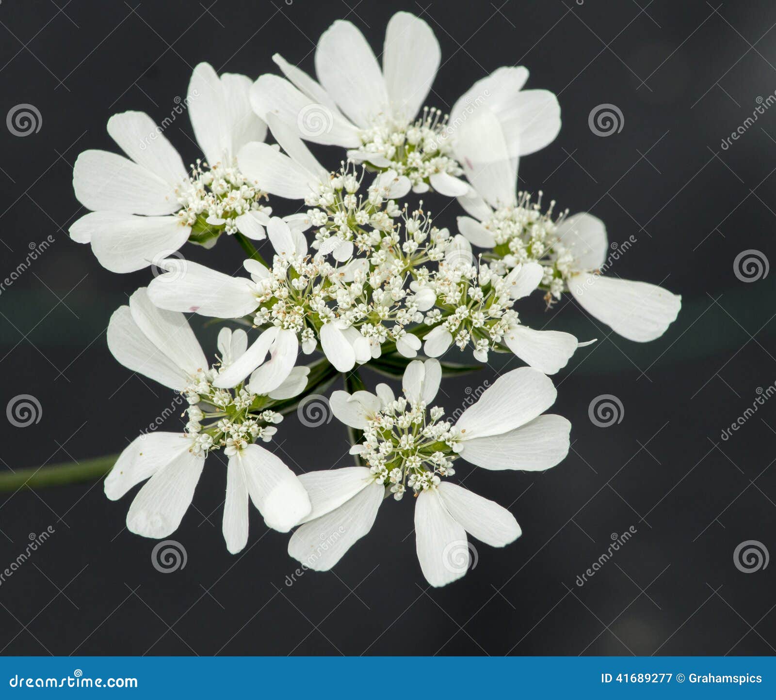 Orlaya Flower stock image. Image of white, umbelifer - 41689277