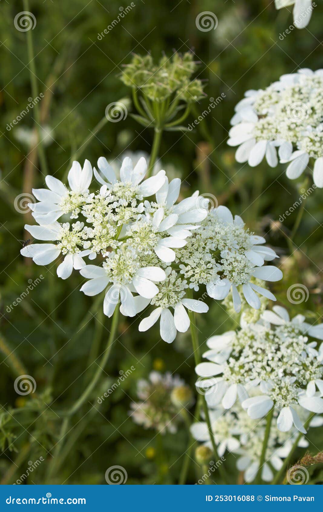 Orlaya Grandiflora In Bloom Stock Photo | CartoonDealer.com #253016088