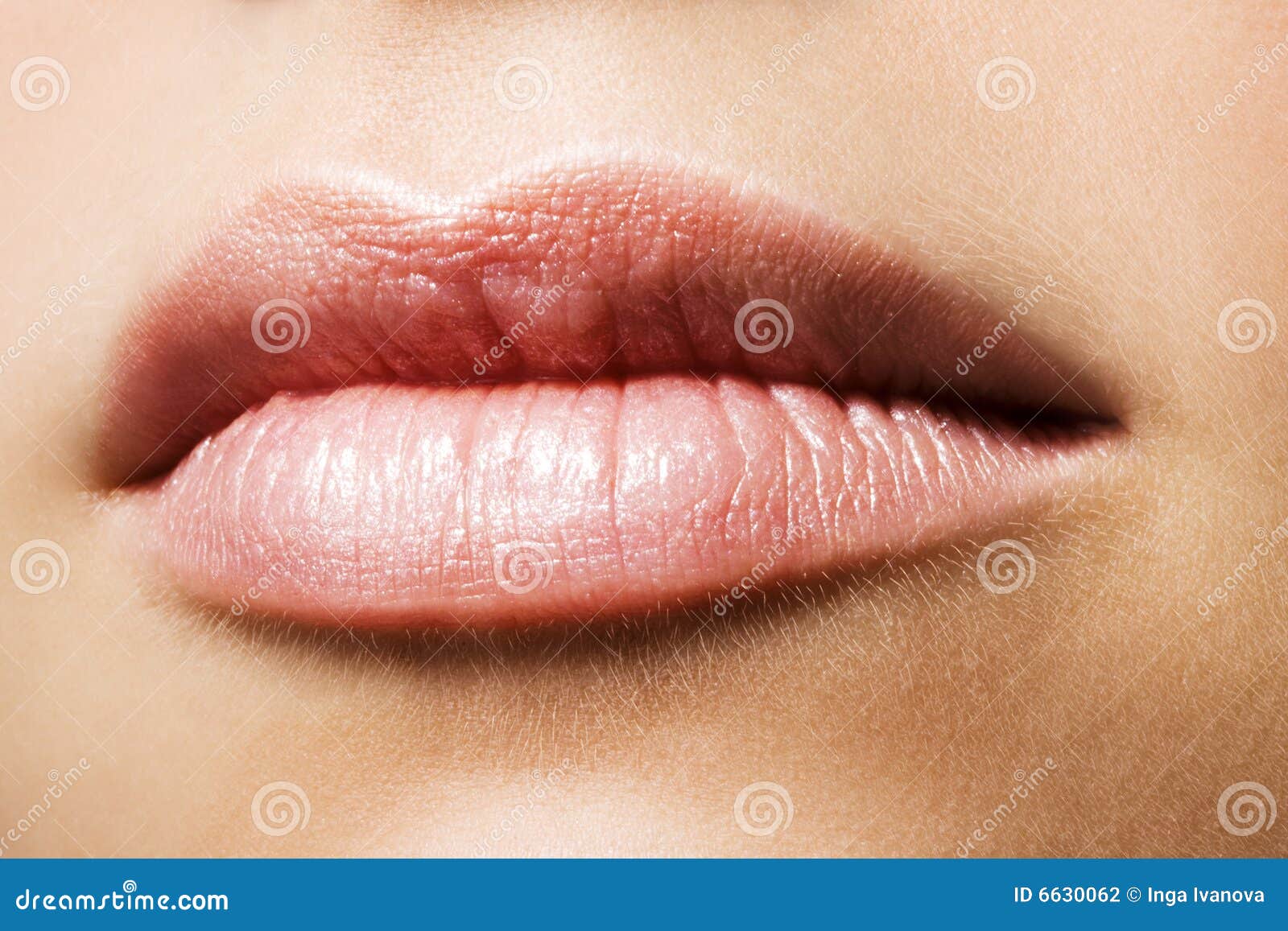 Orli fotografia stock. Immagine di bellezza, naughty, femmina - 6630062