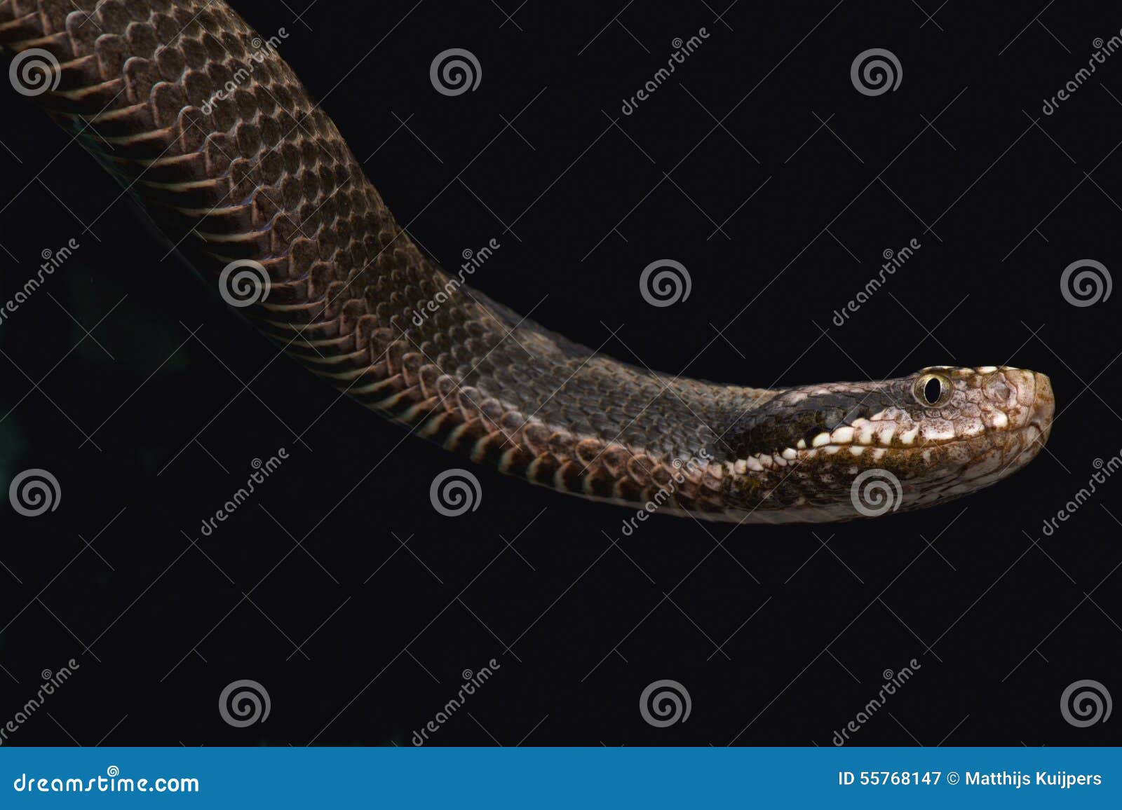 Orlov S Viper (Vipera Orlovi) Stock Image - Image of orlovi, wildlife ...