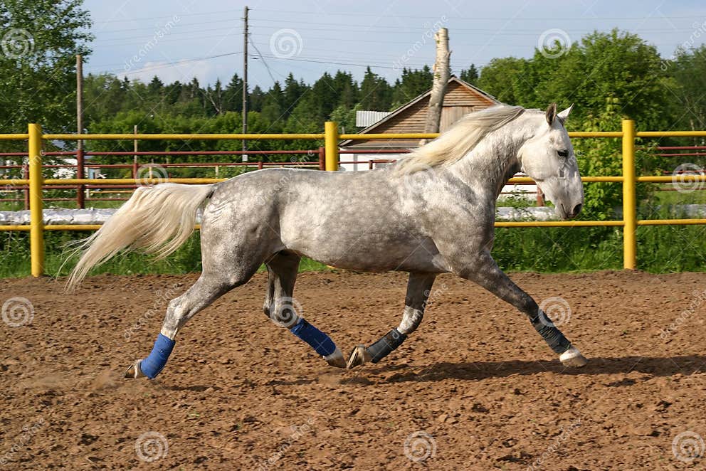 Orlov trotter on the move stock photo. Image of mane, grey - 903206