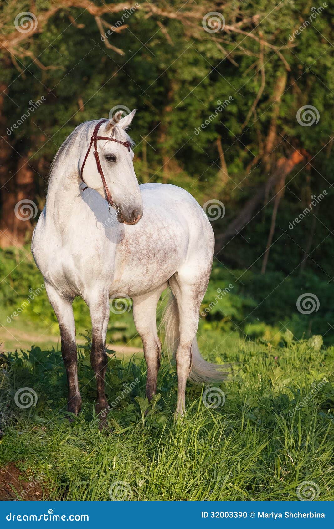 Orlov trotter stock photo. Image of horses, horse, orlov - 32003390