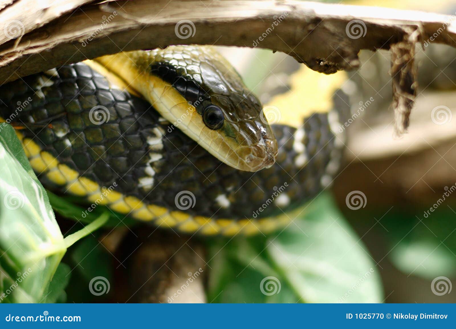 Orm arkivfoto. Bild av natur, vild, svekfullhet, huvud - 1025770