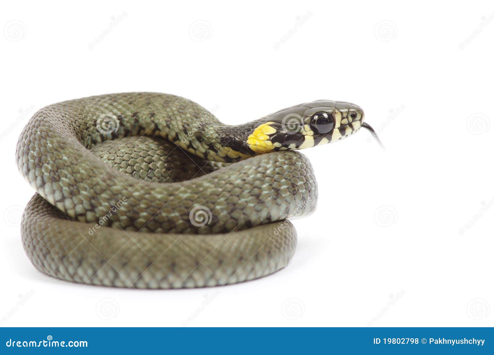 Orm arkivfoto. Bild av bakgrund, farligt, varelse, krypa - 19802798