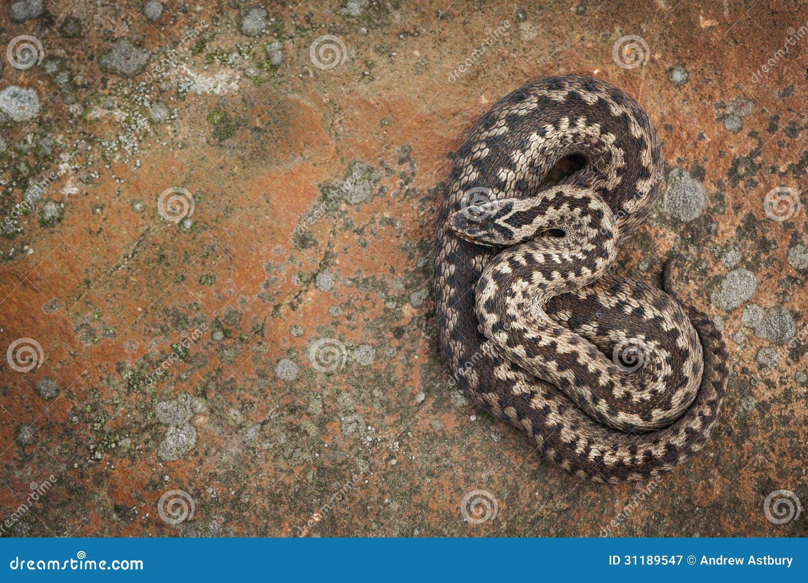Orm fotografering för bildbyråer. Bild av ryggradsdjur - 31189547