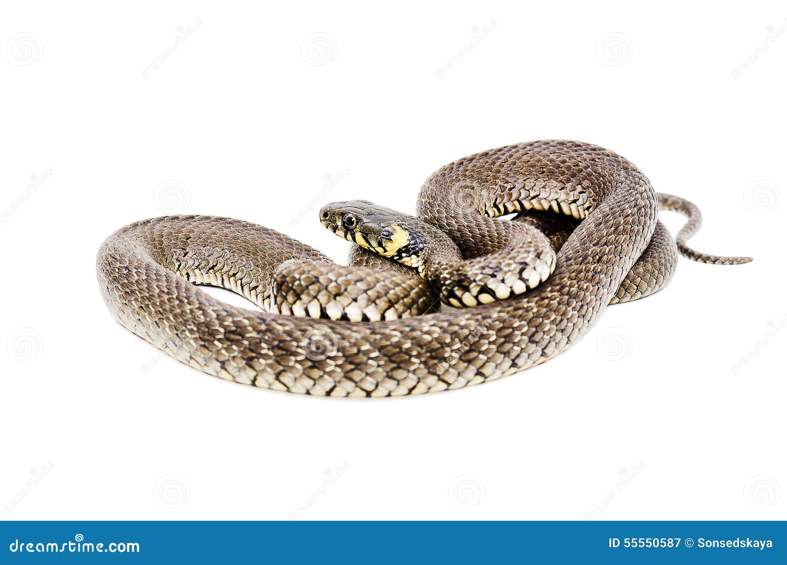 Orm fotografering för bildbyråer. Bild av längd, skräp - 55550587