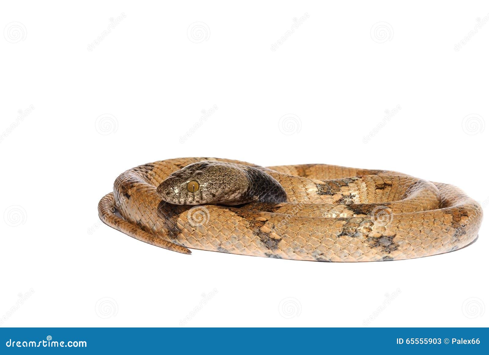 Orm fotografering för bildbyråer. Bild av natur, skräck - 65555903