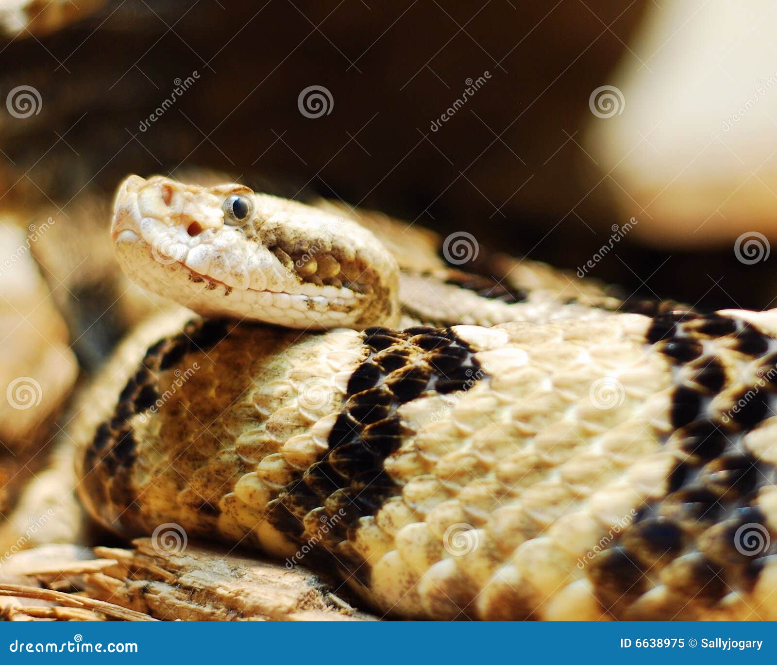 Orm Bild. Bild: 6638975