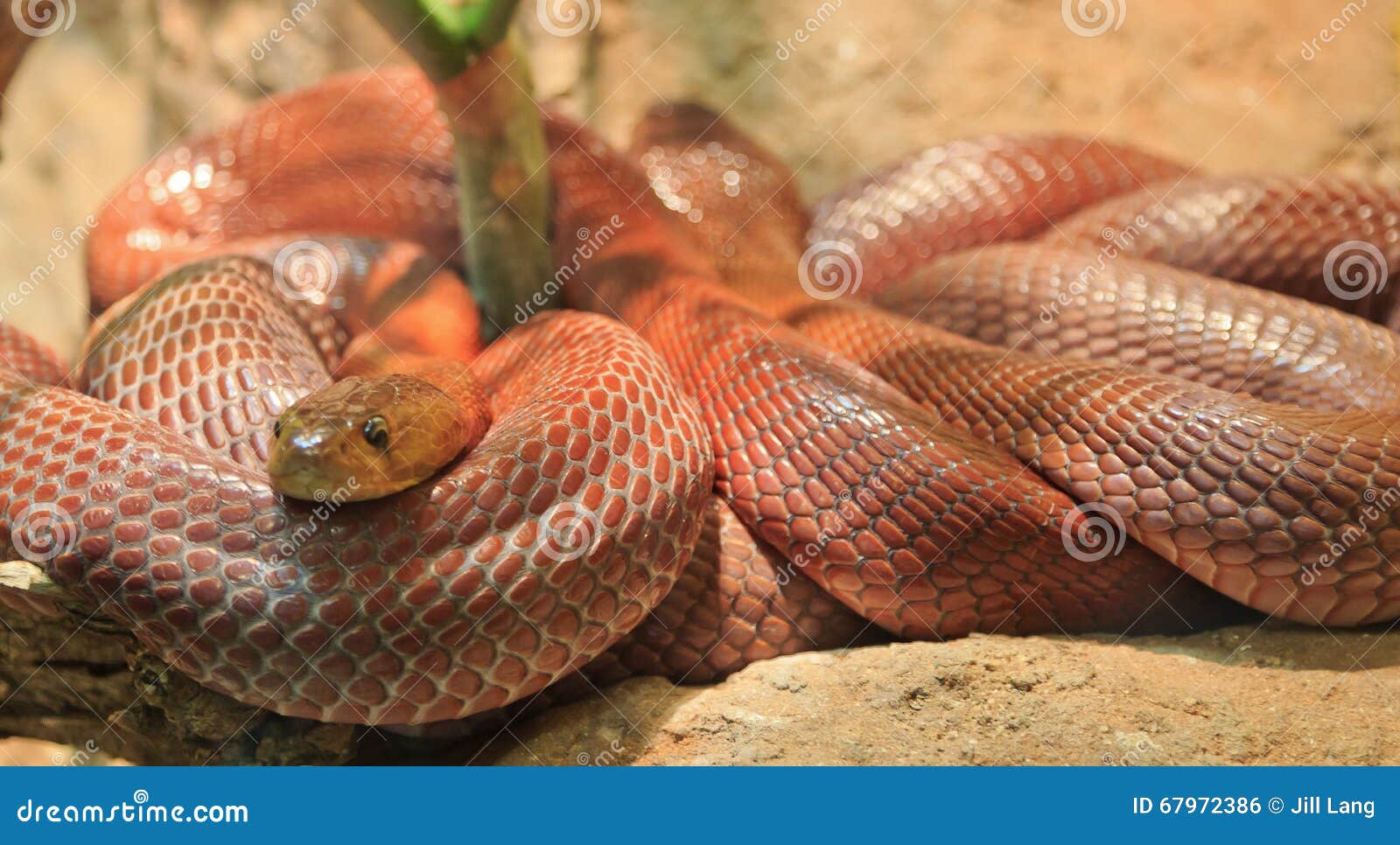 Orm arkivfoto. Bild av anhydrous, djurparker, reptilar - 67972386