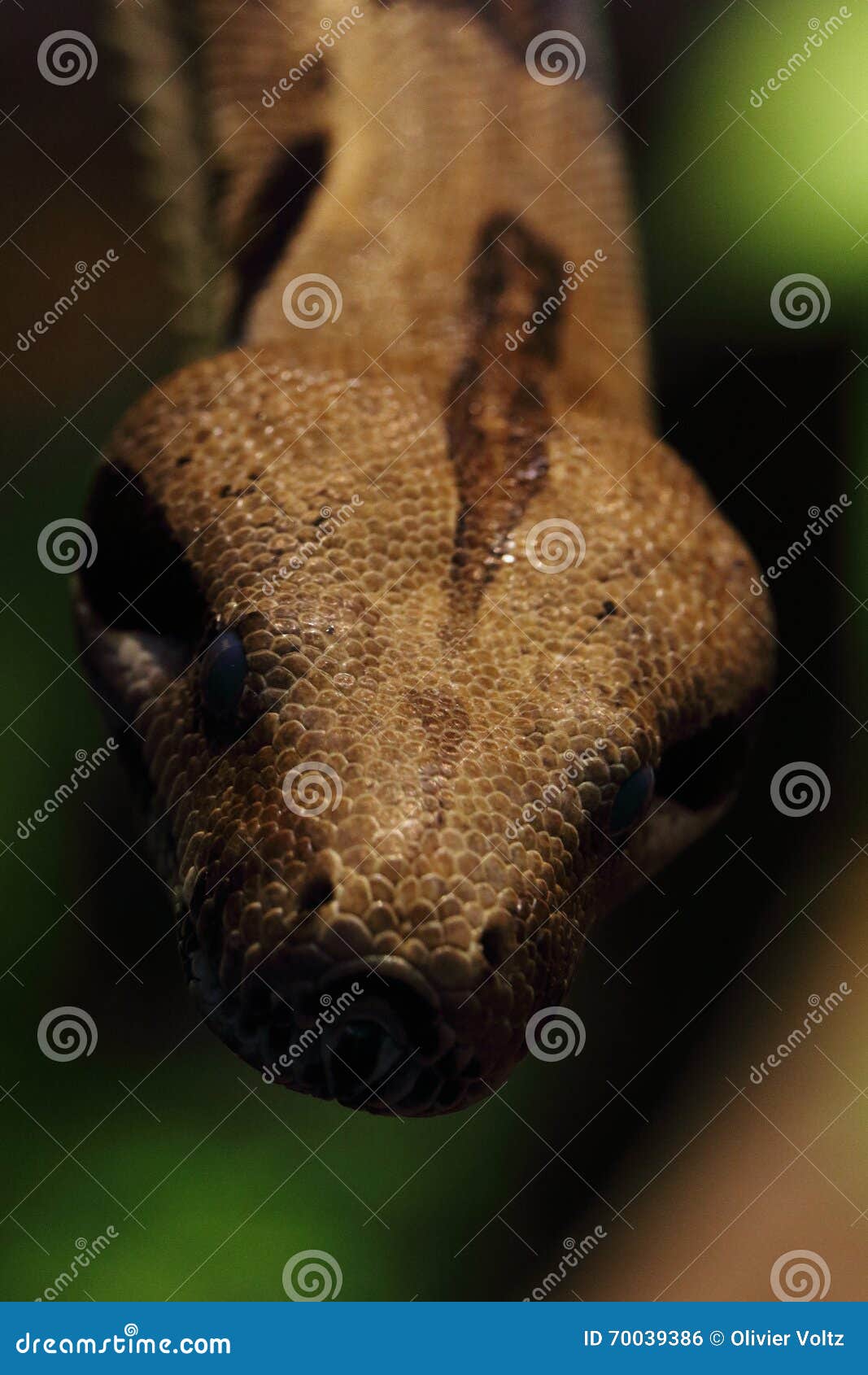 Orm Boa av Madagascar arkivfoto. Bild av grön, prydnad - 70039386