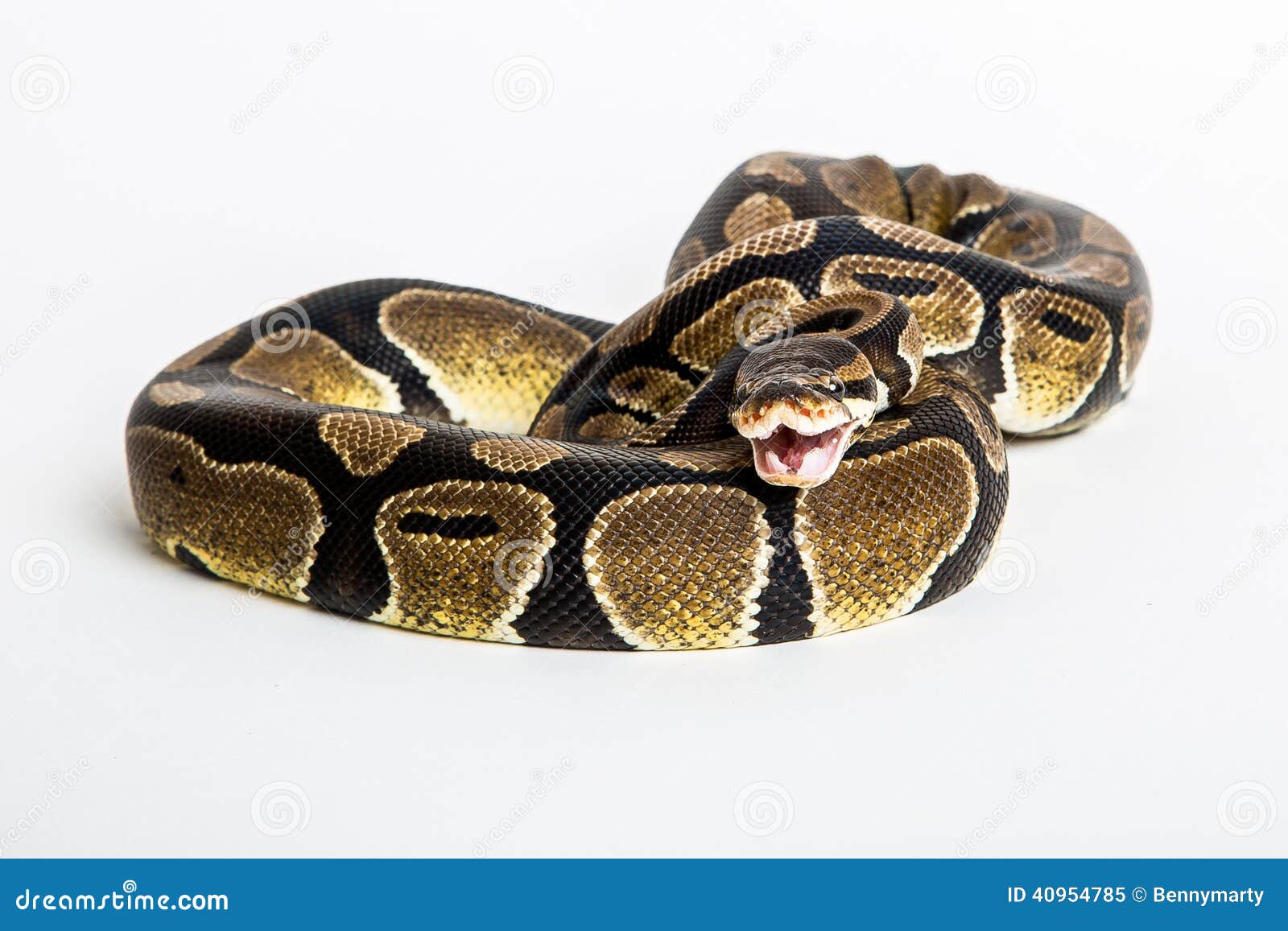 Orm: Kunglig pytonorm fotografering för bildbyråer. Bild av reptil ...