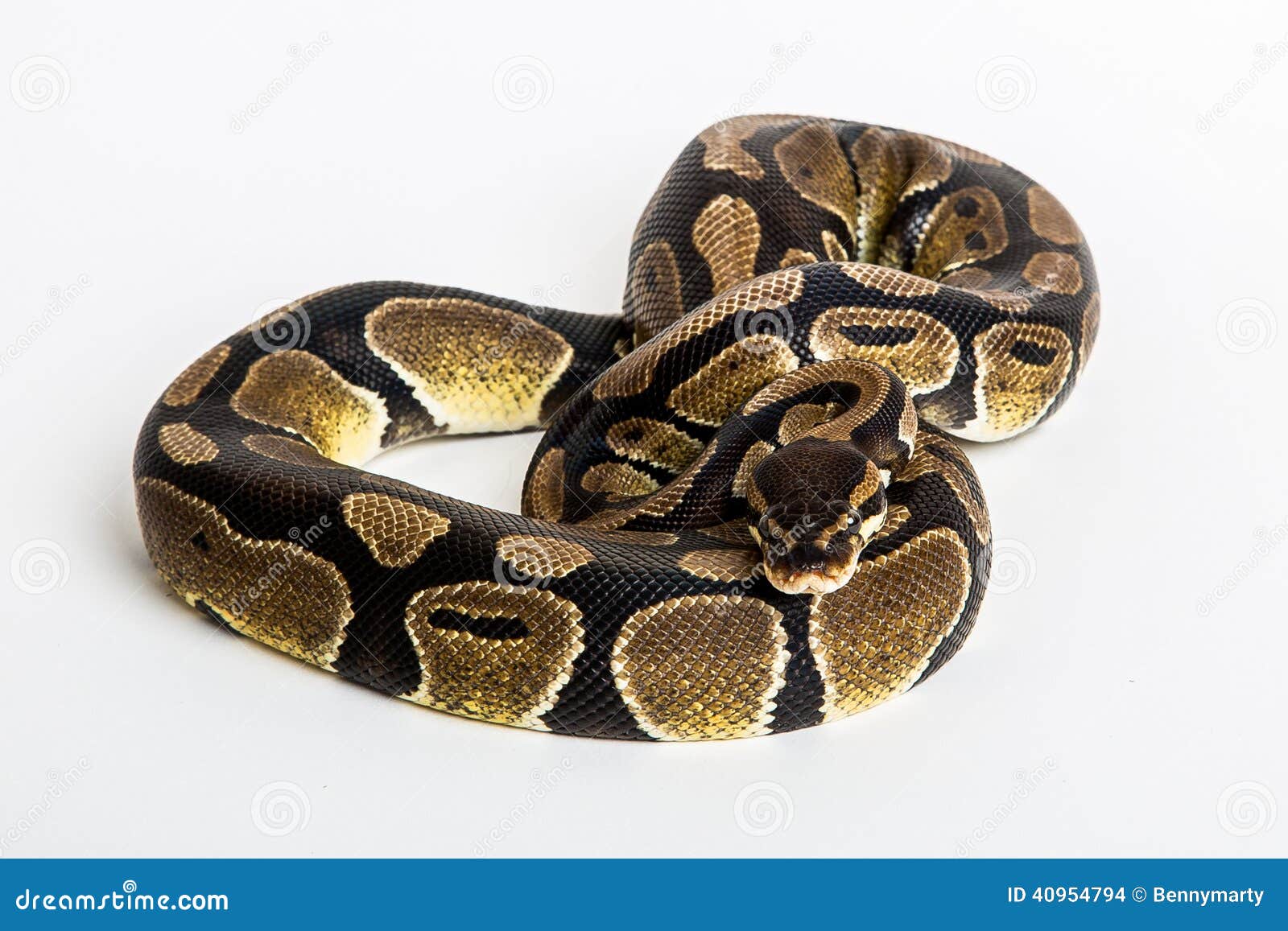 Orm: Kunglig pytonorm arkivfoto. Bild av spolar, djurliv - 40954794