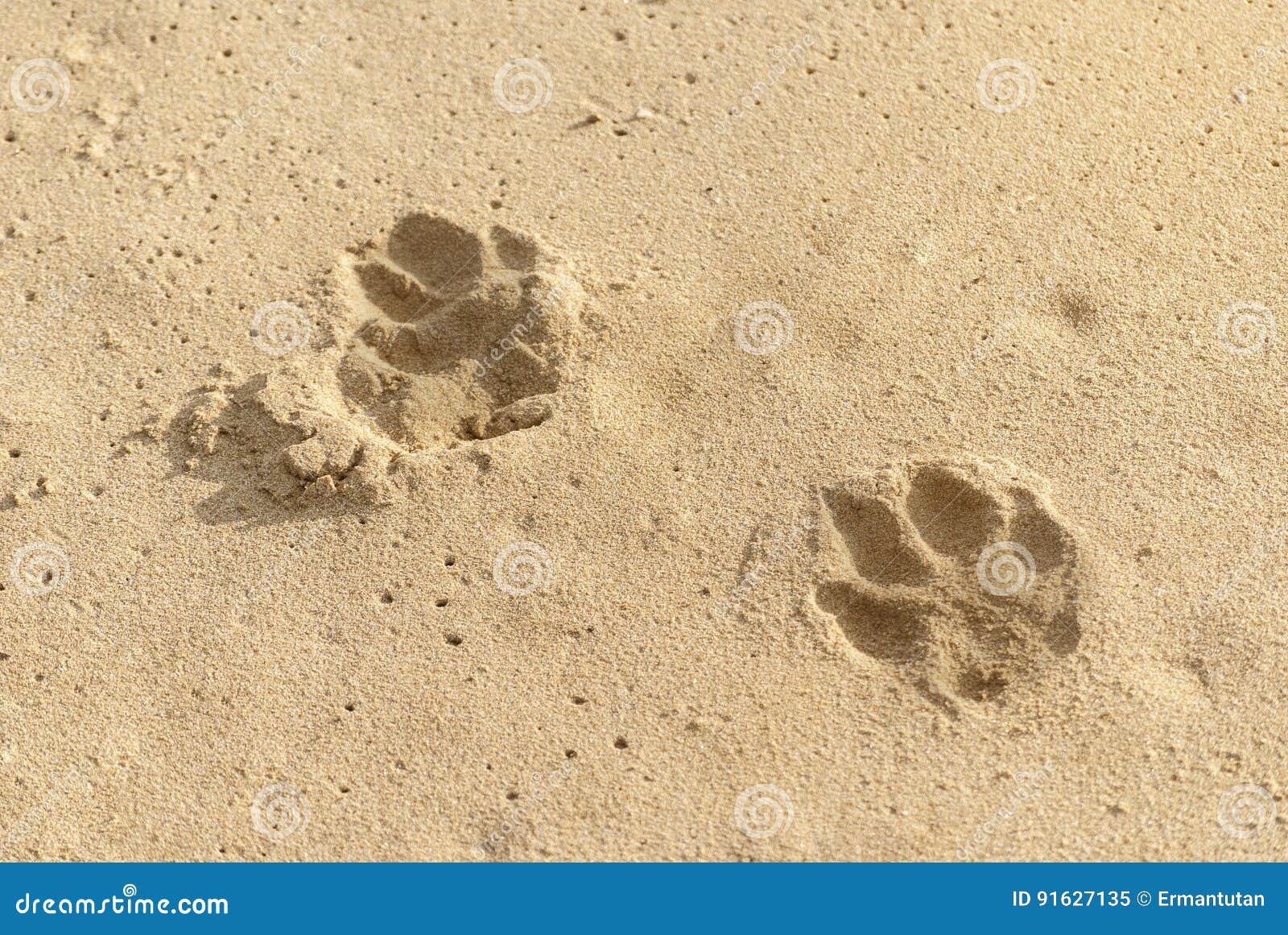 Orme del cane in sabbia immagine stock. Immagine di pets - 91627135