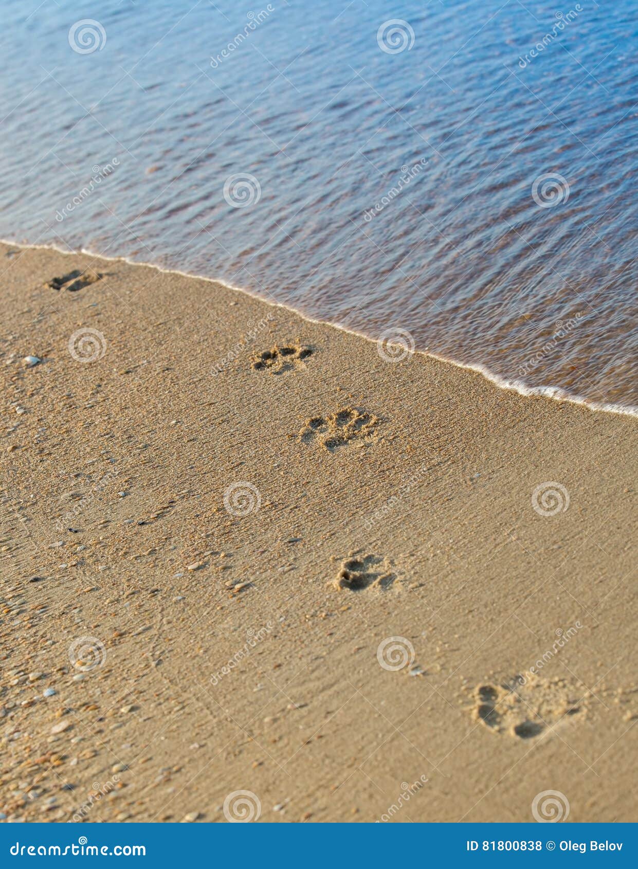 Orme Del Cane Sulla Sabbia Della Spiaggia Fotografia Stock - Immagine ...