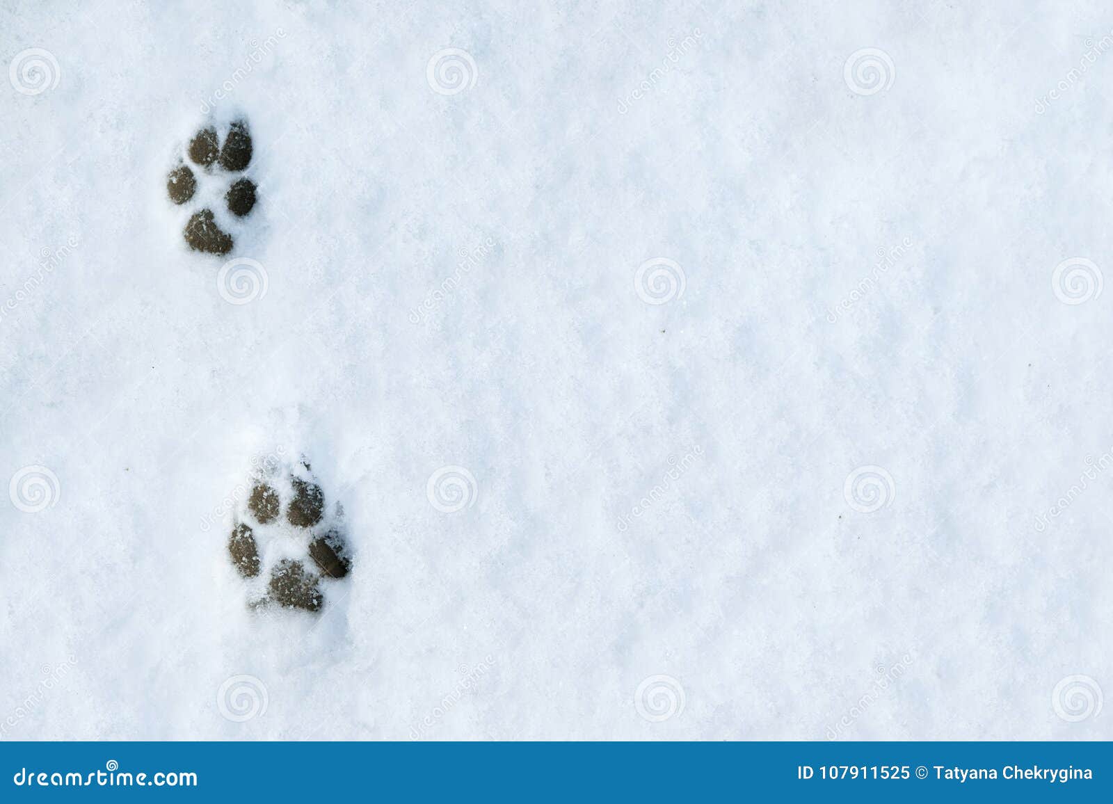 Orme Di Un Cane Sui Precedenti Della Neve Immagine Stock - Immagine di ...