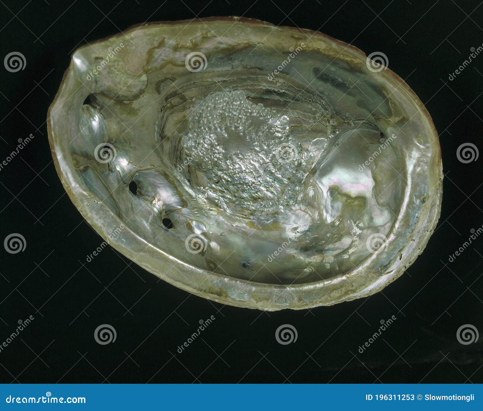 Orear Shell Stock Photos - Free & Royalty-Free Stock Photos from Dreamstime