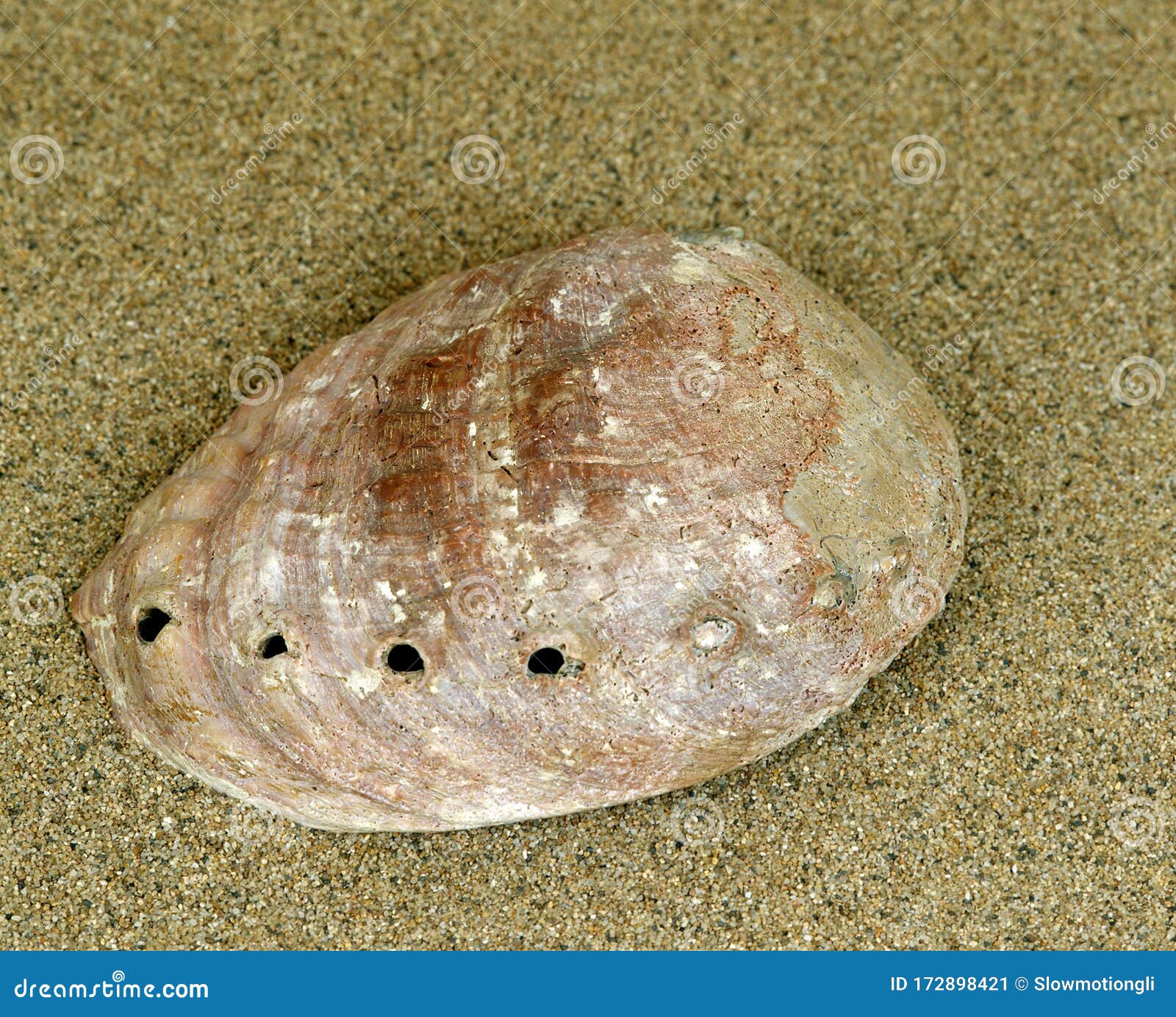 ORMEAU stock image. Image of shell, ormer, mollusc, haliotidae - 172898421