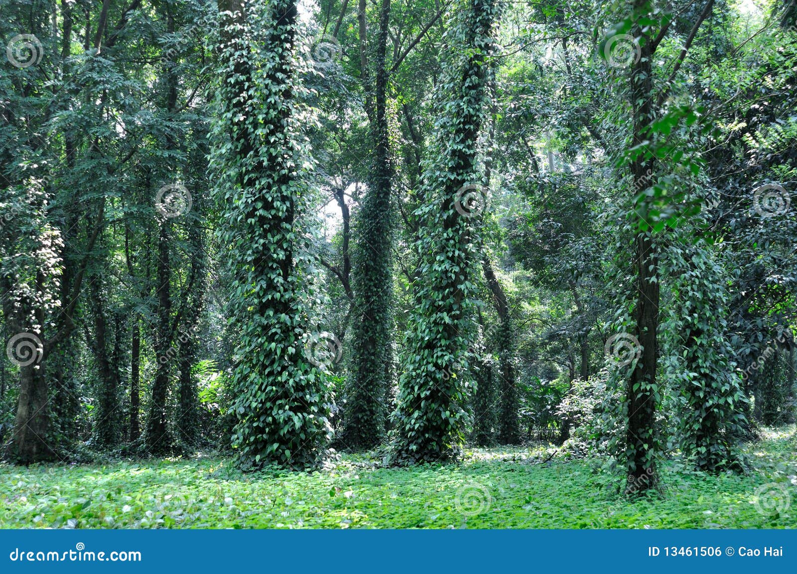 Ormosia Pinnata Trees and Liane Stock Photo - Image of ormosia, pinnata ...