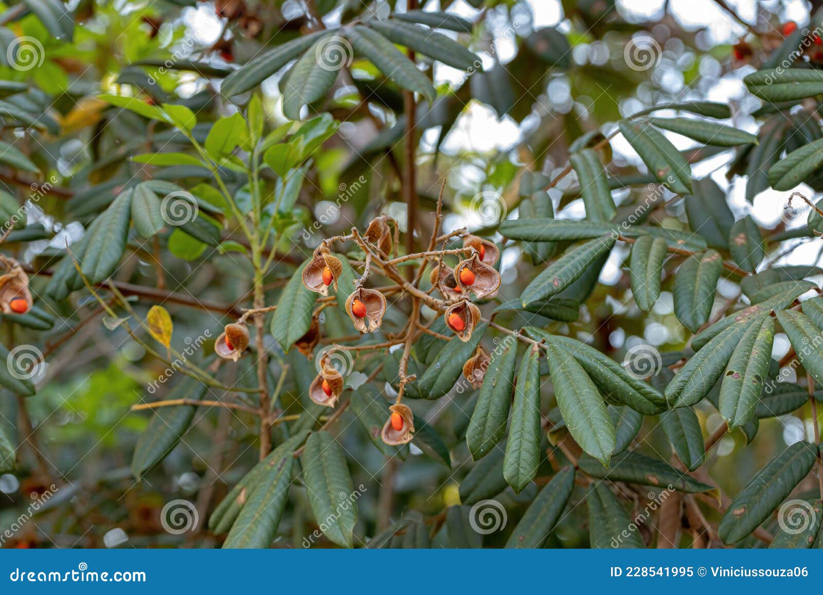 Ormosia Tree with Red Seeds Stock Image - Image of beans, natural ...