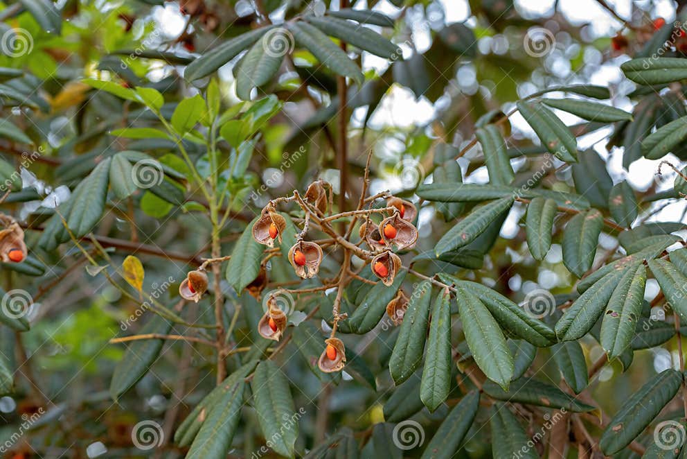 Ormosia Tree with Red Seeds Stock Image - Image of beans, natural ...