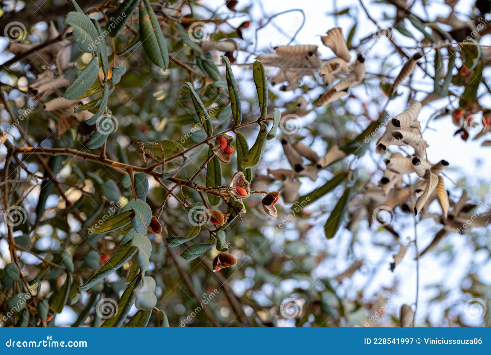 Ormosia Tree with Red Seeds Stock Image - Image of chocho, plant: 228541997