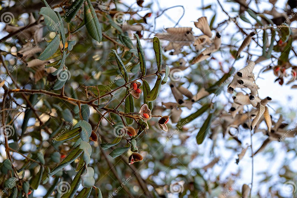 Ormosia Tree with Red Seeds Stock Image - Image of chocho, plant: 228541997