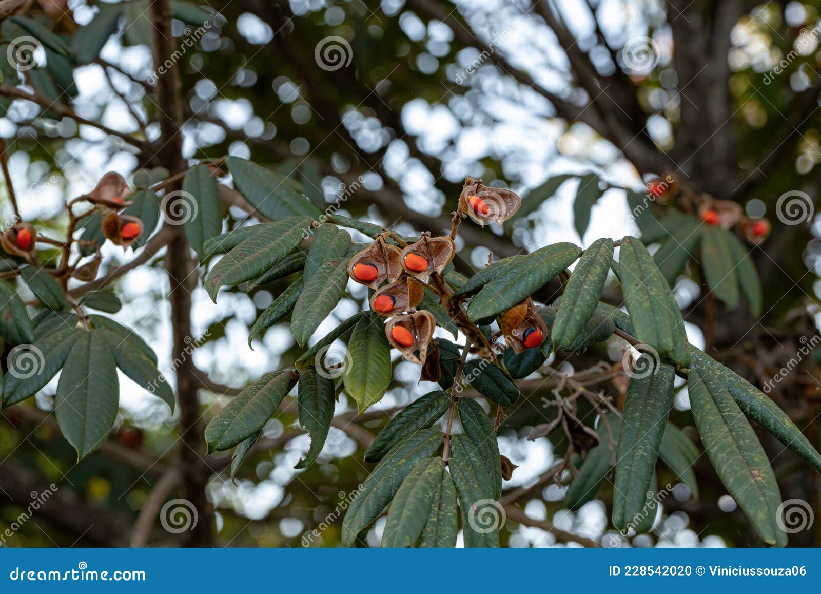 Ormosia Tree with Red Seeds Stock Photo - Image of nature, tento: 228542020