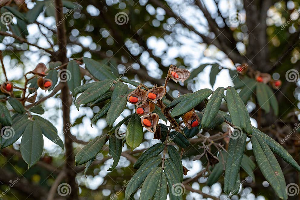 Ormosia Tree with Red Seeds Stock Photo - Image of nature, tento: 228542020