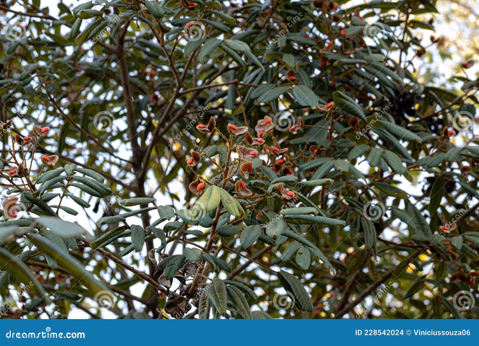 Ormosia Tree with Red Seeds Stock Photo - Image of detail, leaf: 228542024