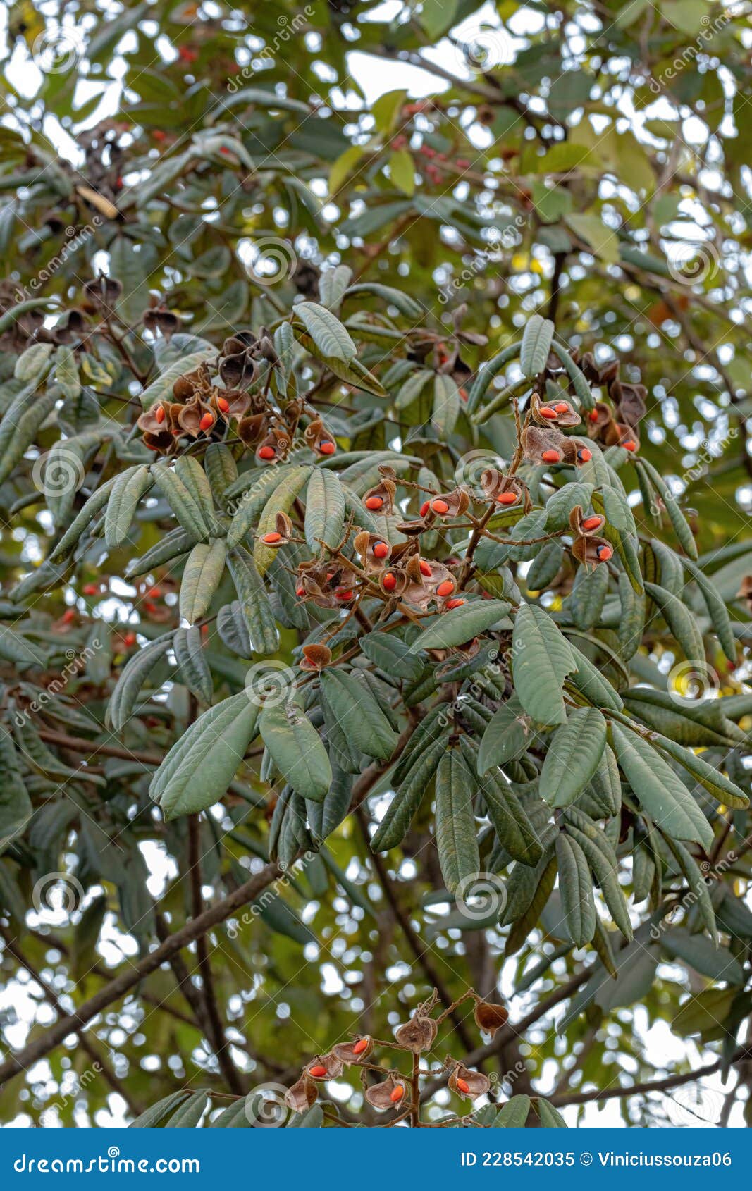 Ormosia Tree with Red Seeds Stock Image - Image of green, dicot: 228542035